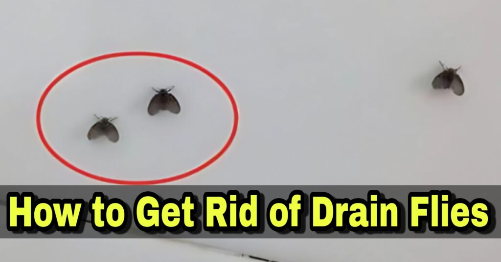 How to Get Rid of Drain Flies: 3 Proven Methods to Eliminate Bathroom ...